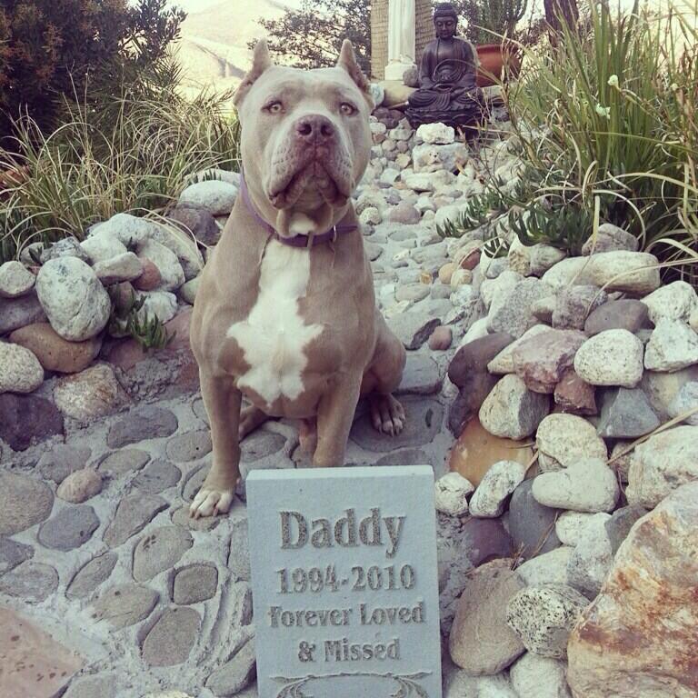Is Cesars Dog Daddy Still Alive