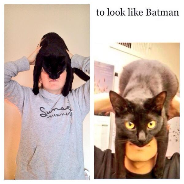 Cat On Head Batman