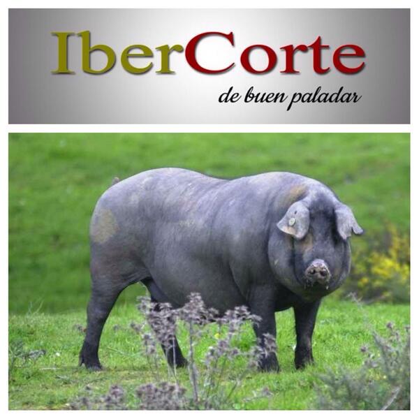 ibercorte (@ibercorte1) | Twitter