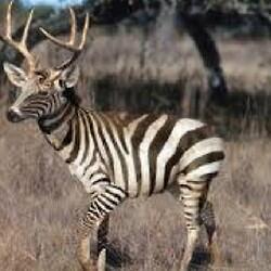 Deerbra