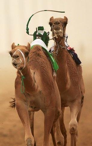 Camel Racing Robot