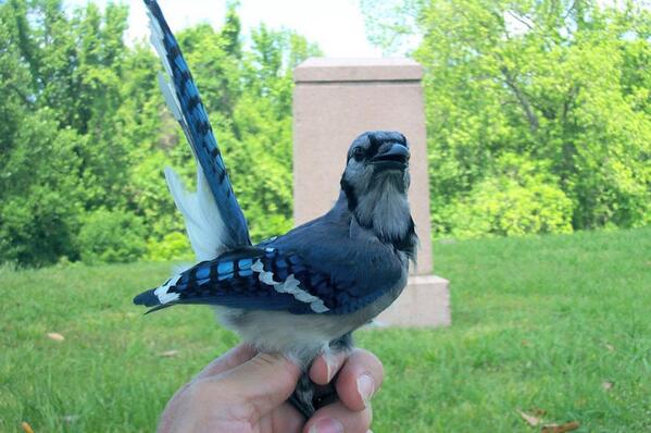 Mockingjay In Real Life