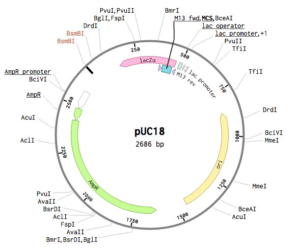 Pglo Plasmid Map