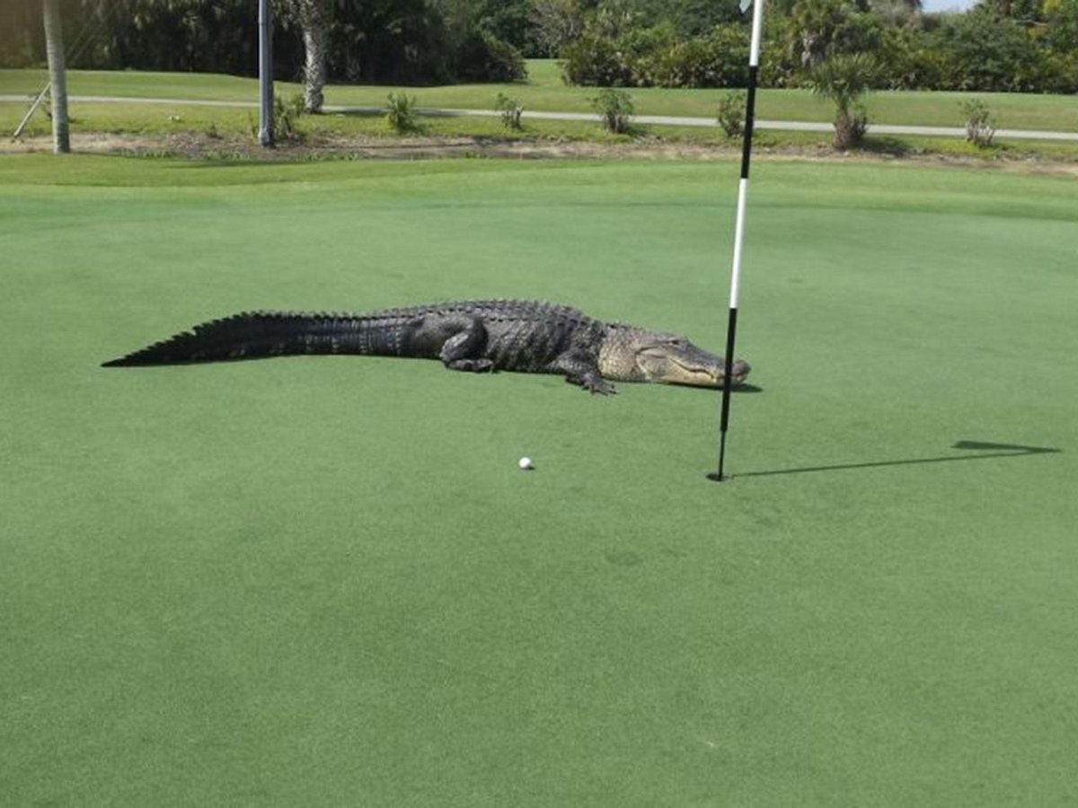 Huge 13ft alligator spotted on Florida golf course | The Independent ...
