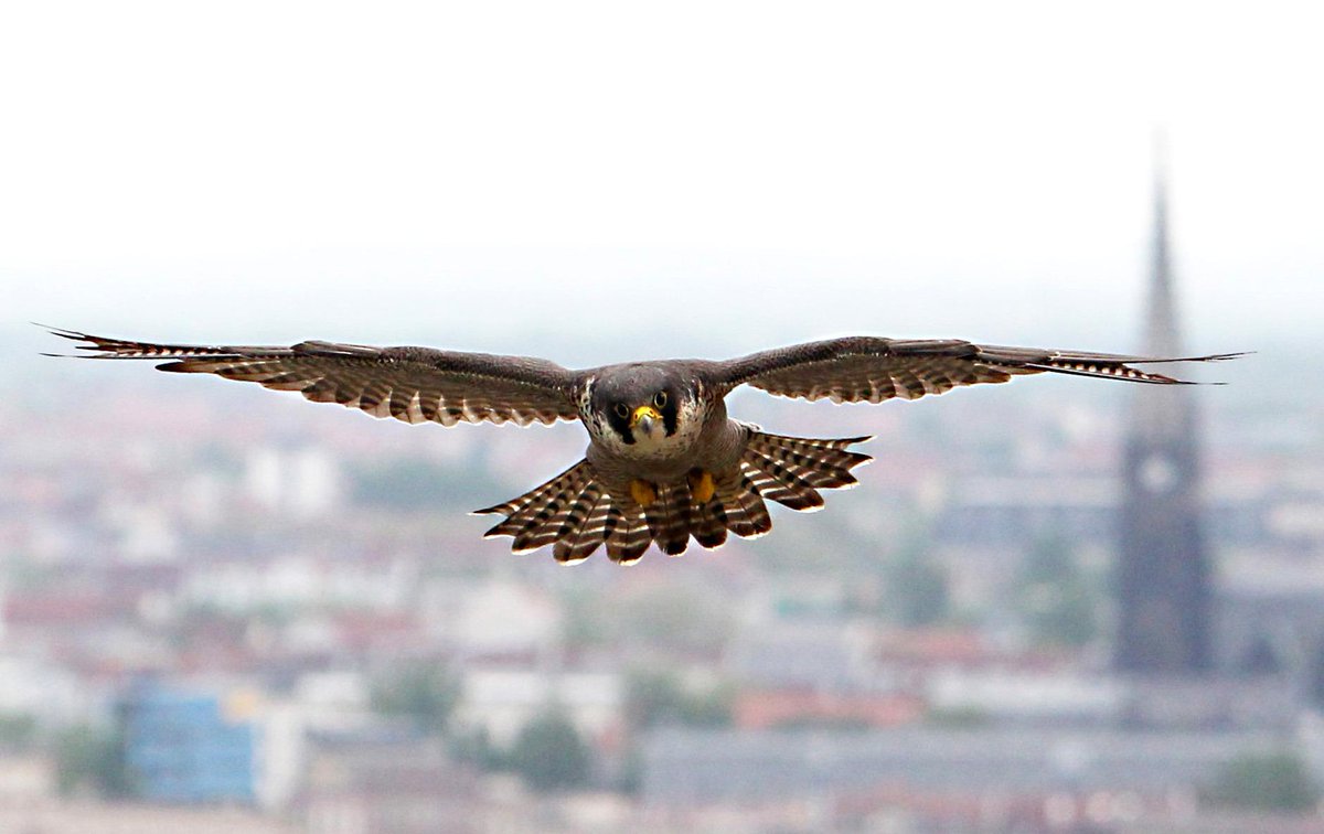 £1,000 reward to find person who shot dead a rare Peregrine Falcon at a ...
