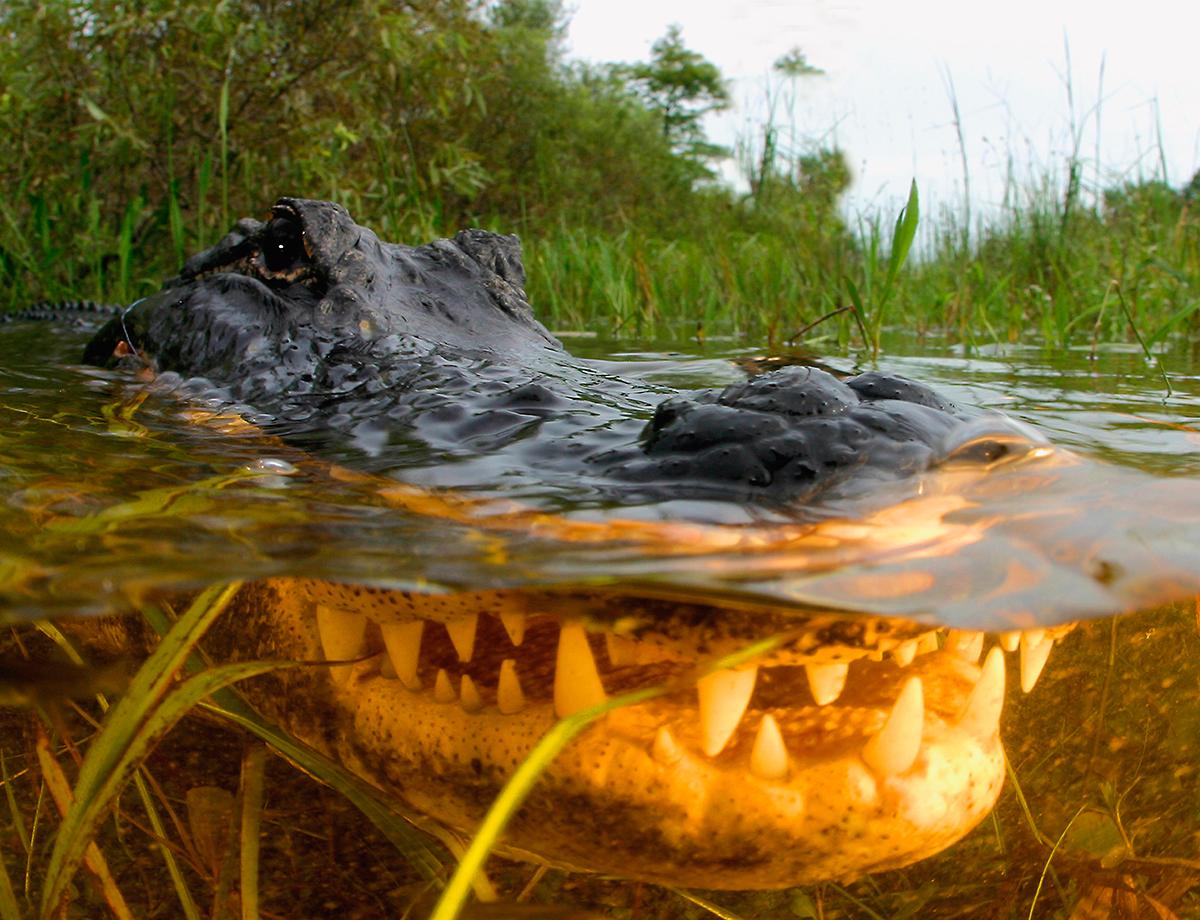 Not just their teeth. Alligator blood also turns out to be super tough ...