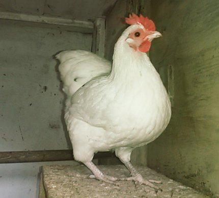 White Australorp Chickens