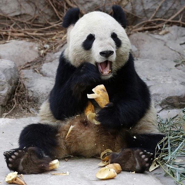 Panda Sitting And Eating