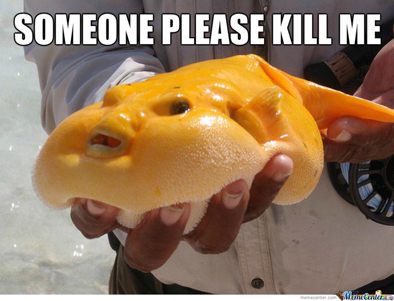 Killer Fish Memes