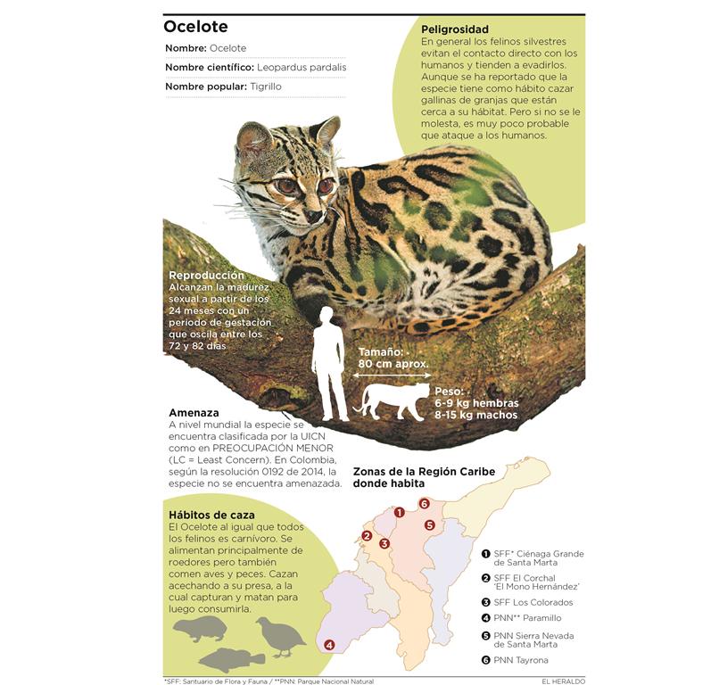 Conoce más del Ocelote o tigrillo, animal que está dando de qué hablar ...