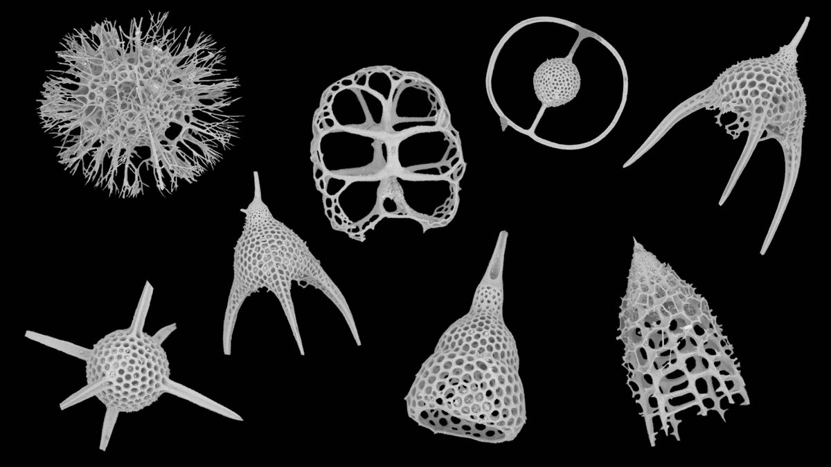 Microscopic Ocean Organisms