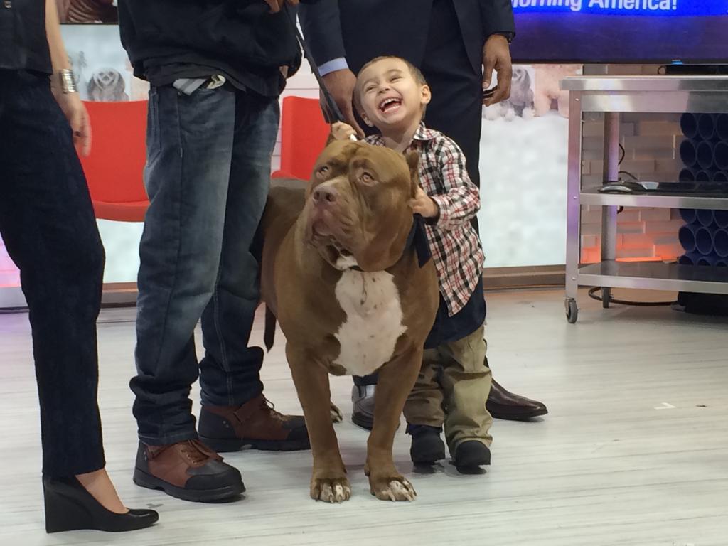 Hulk is here! The 175-pound, 18-month-old pit bull is at GMA. What an ...