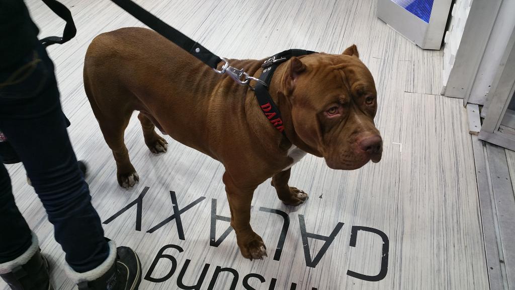Hulk is here! The 175-pound, 18-month-old pit bull is at GMA. What an ...