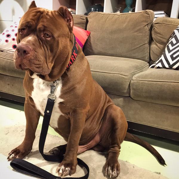 Our favorite viral giant pit bull (hulk) is dreaming about his debut on ...