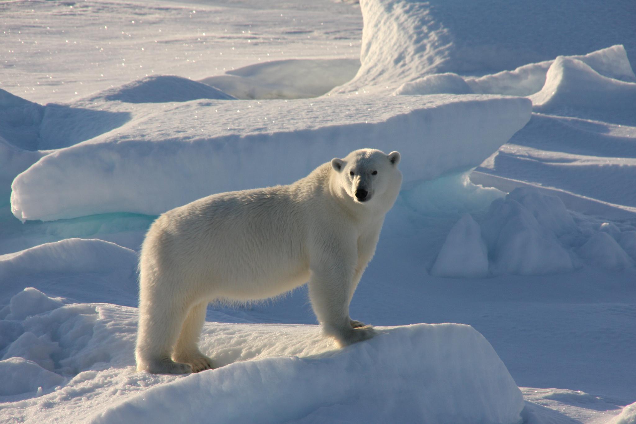 Polar Bear Digging Den