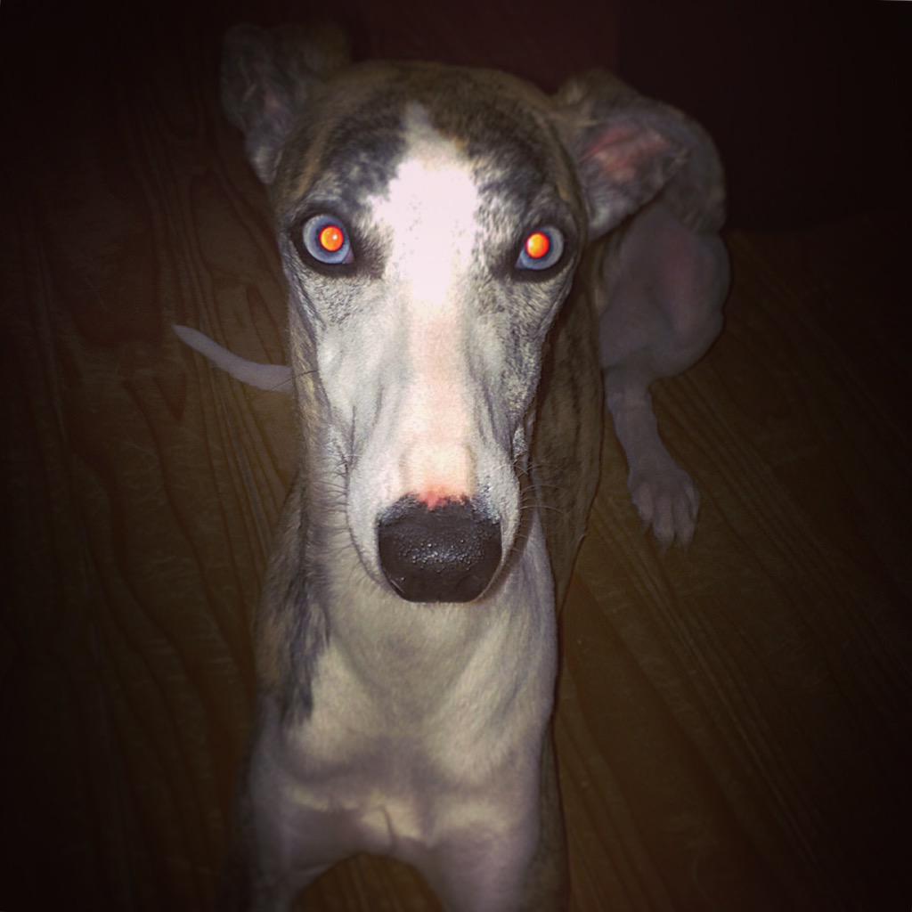 shimauma (@k_shimauma) | Twitter