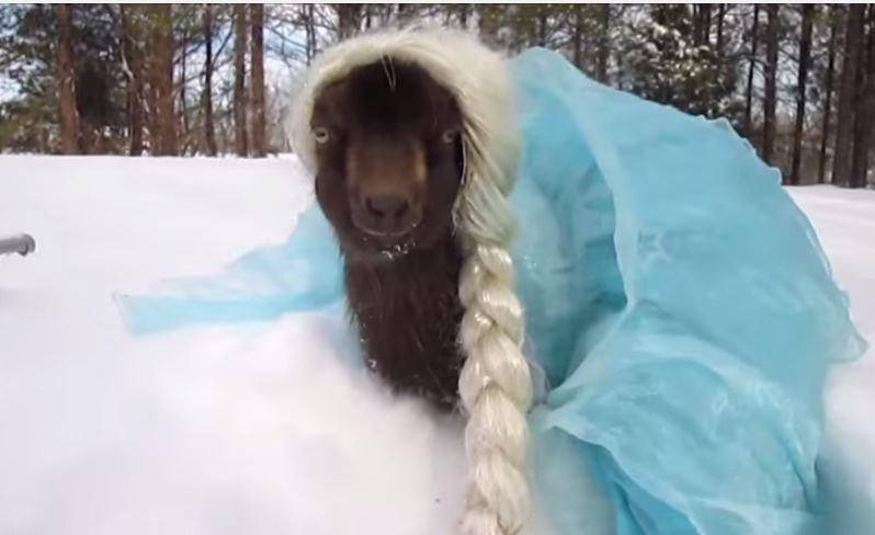 Because it's Friday afternoon and you love Frozen, here is a video of a ...