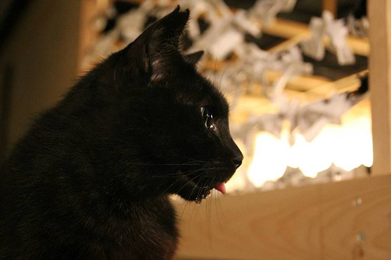 STEPN-BSC.SOL.3/25(@nekogazo_bot) - Twilog (ツイログ)