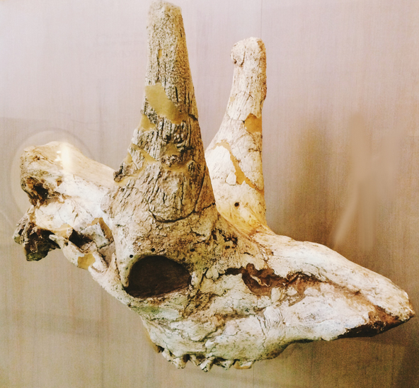 Can you tell what modern mammal Honanotherium schlosseri is related to ...