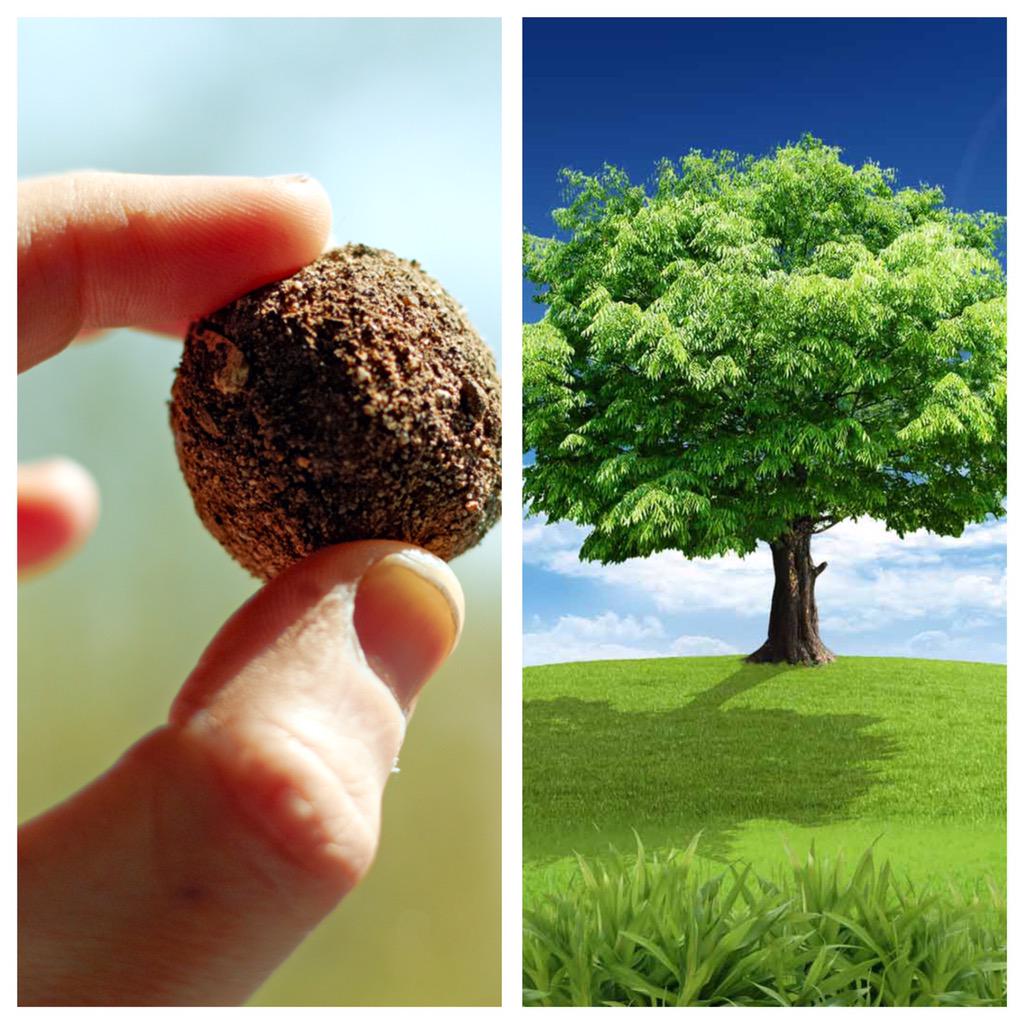 Small Trees With Seeds