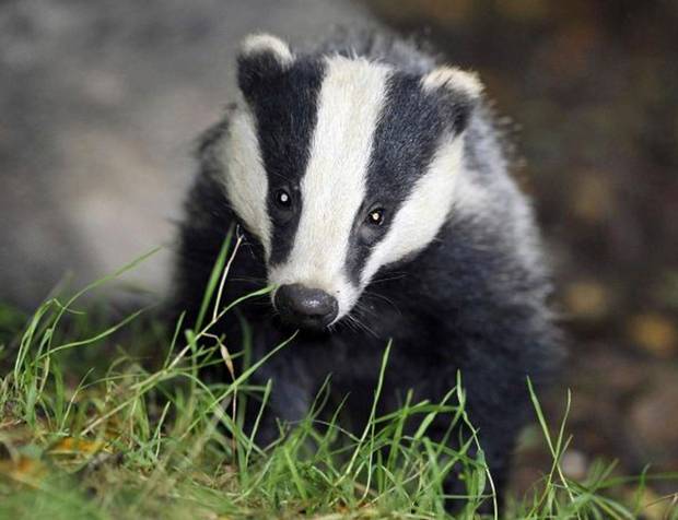 A Stockholm hotel has shut after an angry badger scared guests with its ...