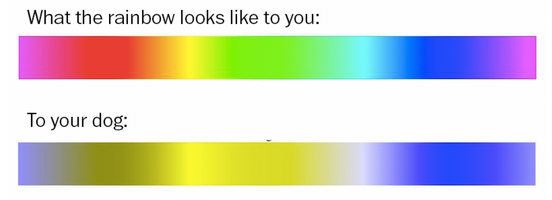 How a dog sees a rainbow, and 12 other images that explain how we see ...