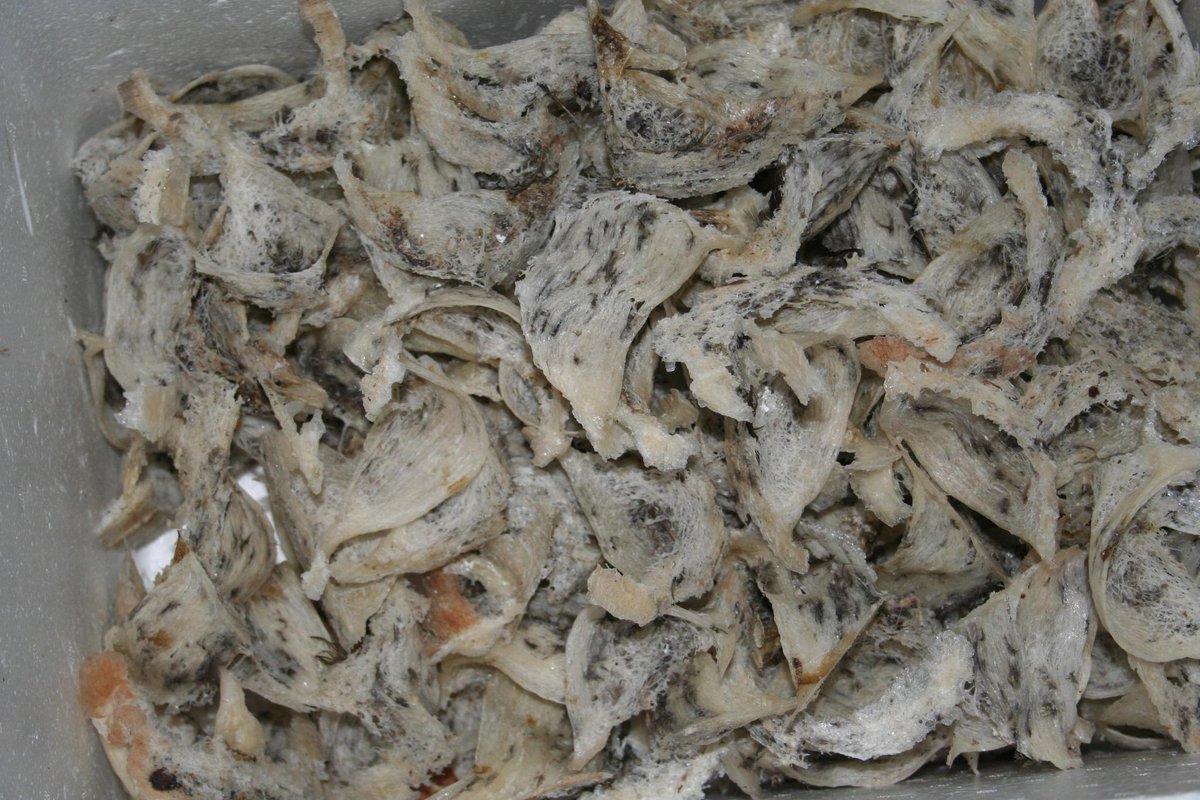 Bird's nest soup is made from the petrified saliva of swift birds, and ...