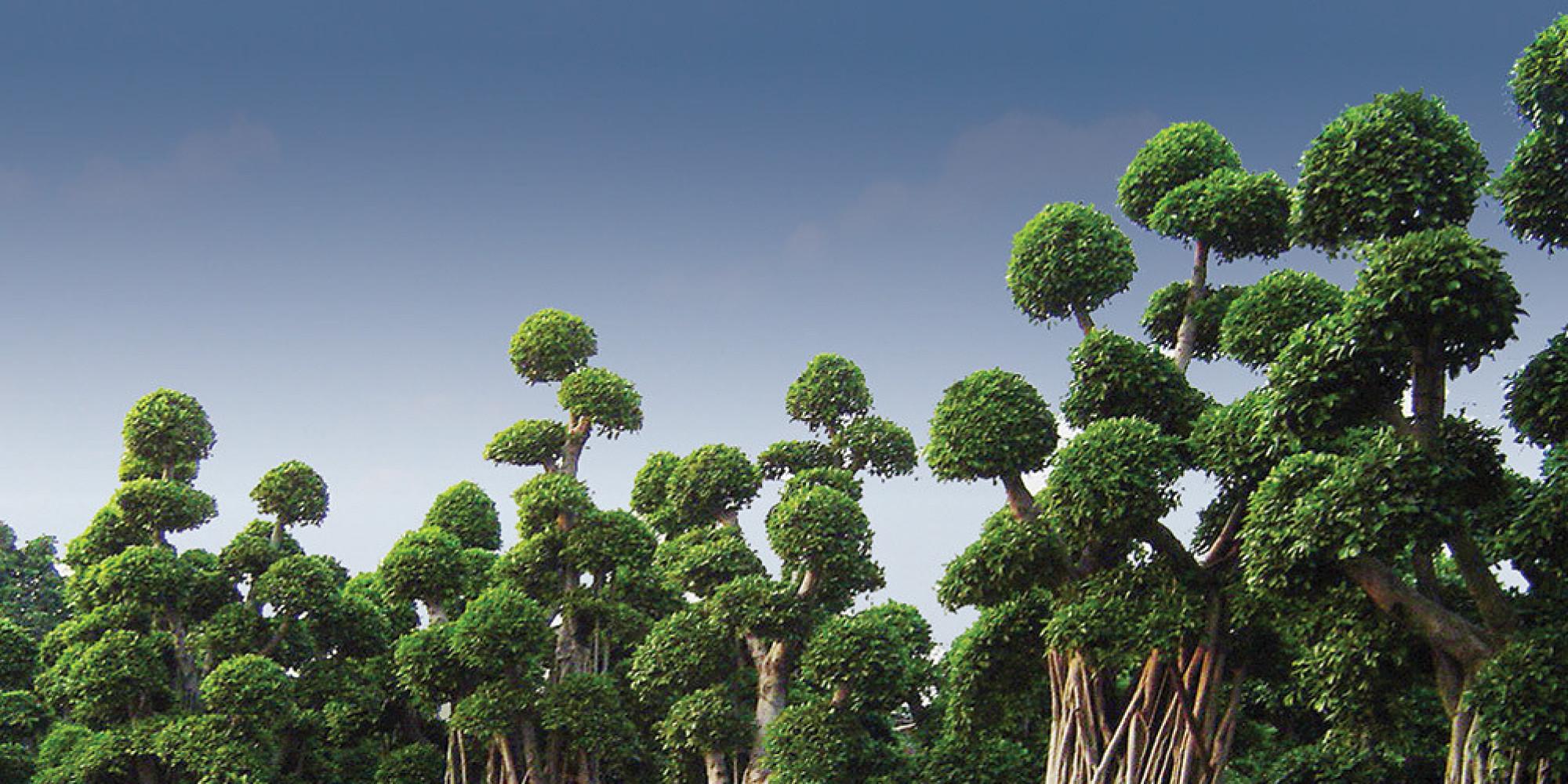 Prettiest Tree In The World