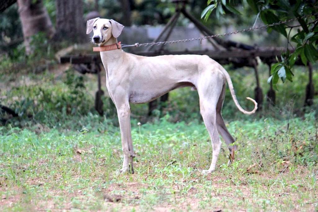 How Do Chippiparai Dogs Hunt