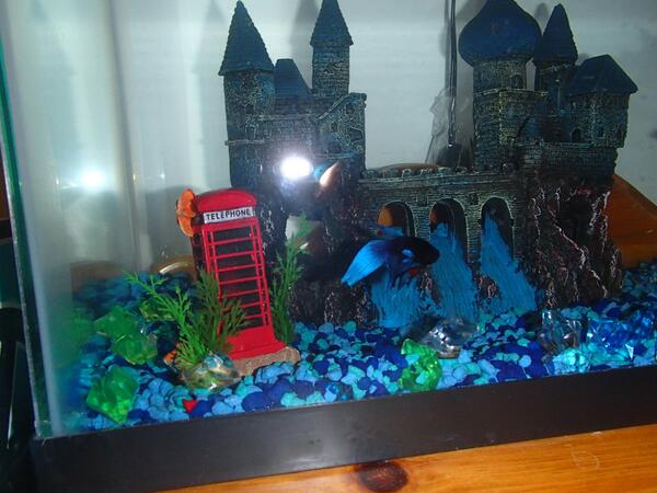 Fish Tank Harry Potter