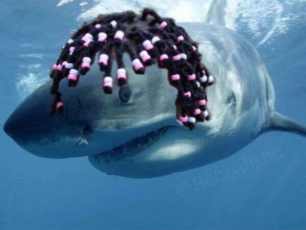 Why #Sharkeisha Is Trending On Twitter