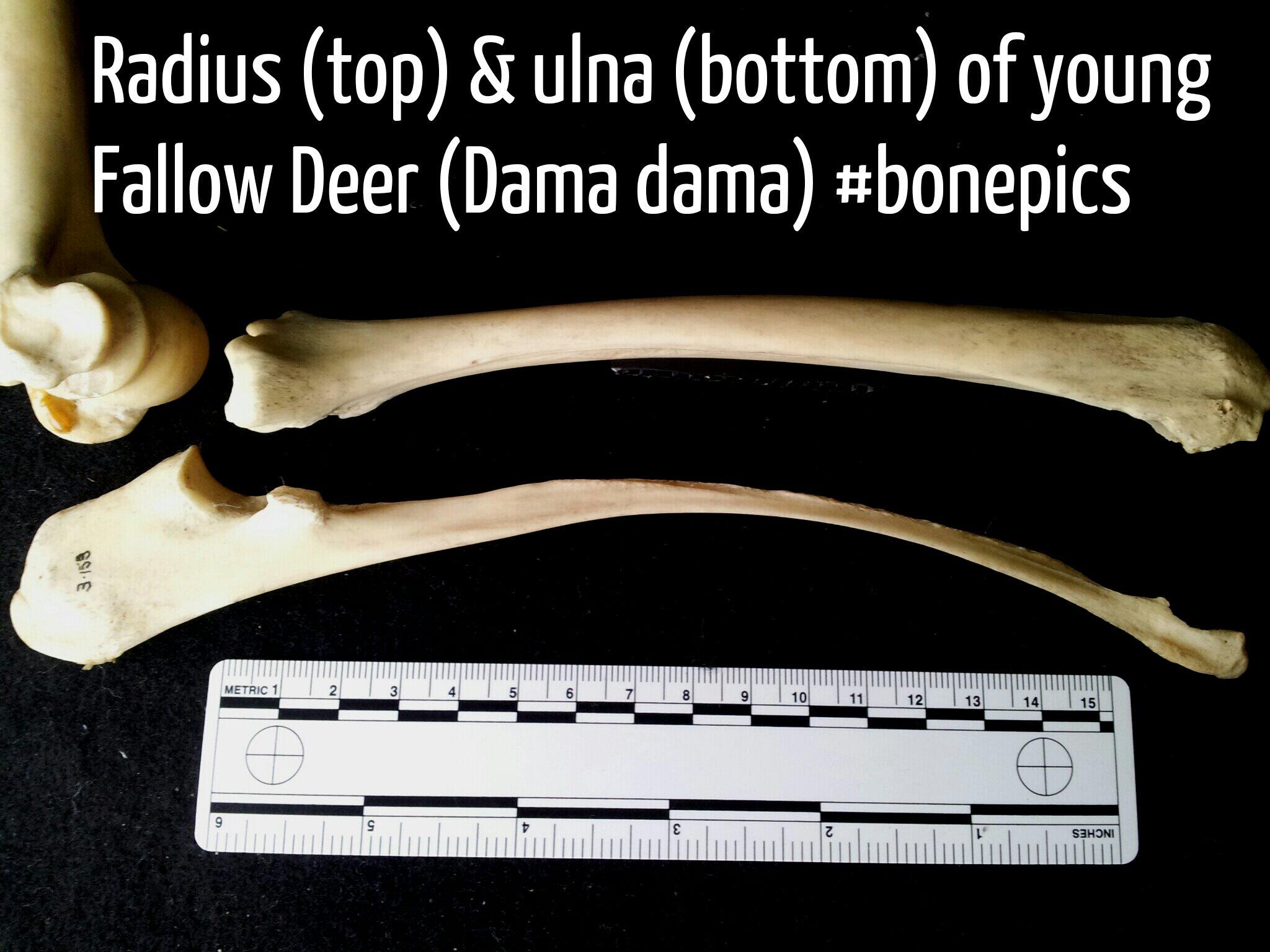Deer Femur