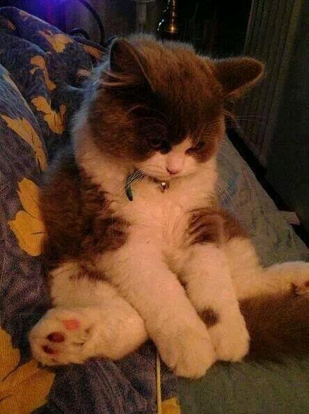 Kucing Comel Merajuk
