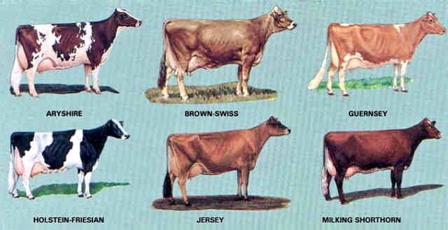Dairy Cattle Breeds