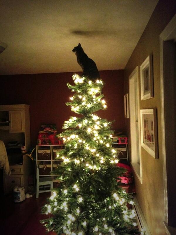 Joan Rogan's Instagram, Twitter & Facebook on IDCrawl