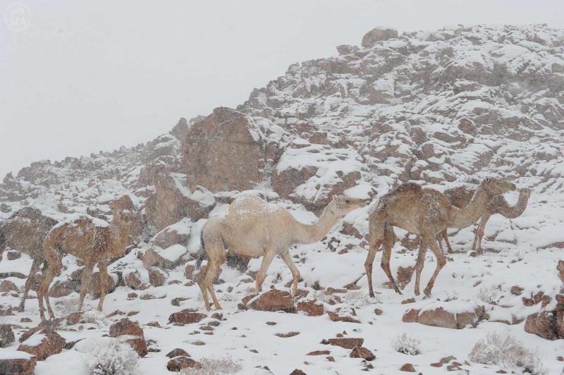 Middle East Snow December 2013 (climate, snowfall, hot, warm) - Weather ...