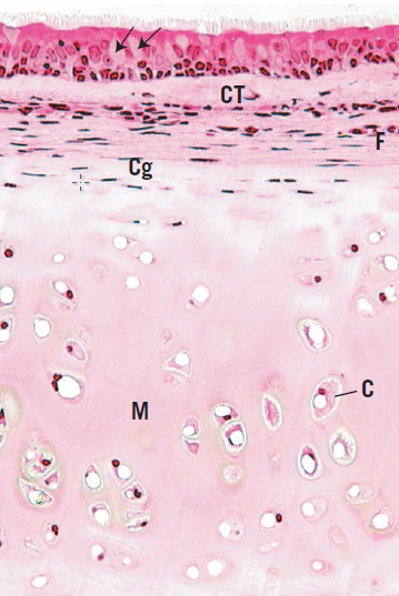 Hyaline Cartilage Connective Tissue Slide