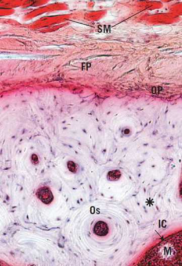Periosteum Histology