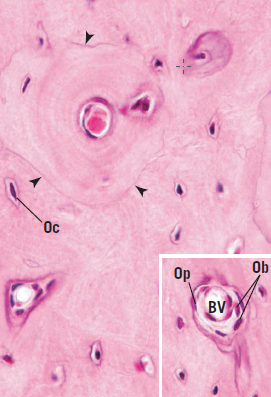 Compact Bone Histology Labeled