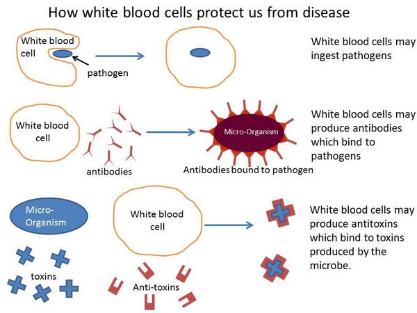 Immune System Gcse
