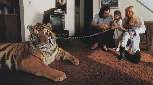 Pet Tiger In House