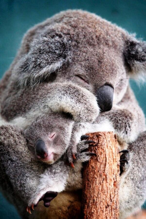 Sleeping Baby Koala