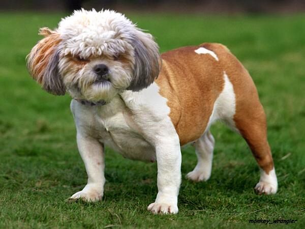 Good example of bullshitsu I came across online. Guy claims he teaches ...