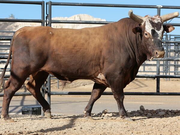Bushwacker The Bull