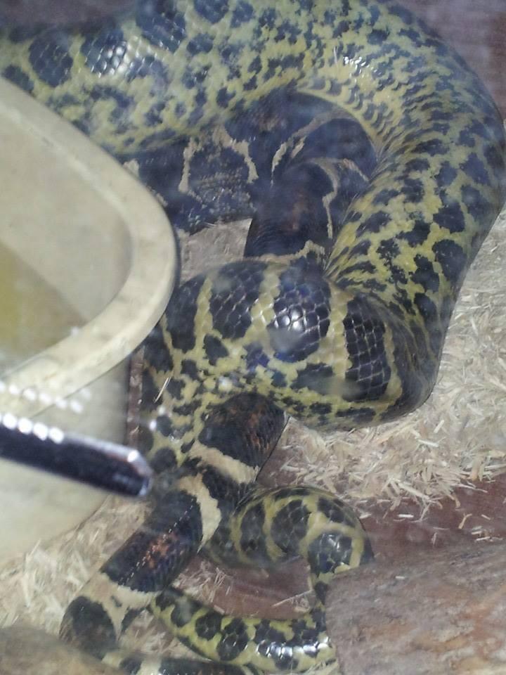 Yellow Green Anaconda Hybrid