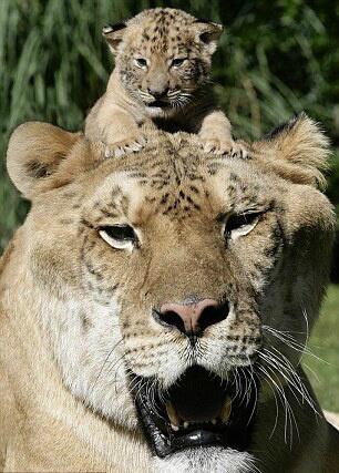 Liger Cubs
