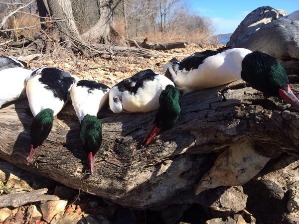 Common Merganser Mount
