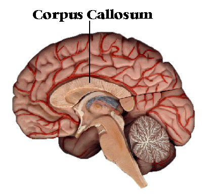 Brain Hemispheres Corpus Callosum