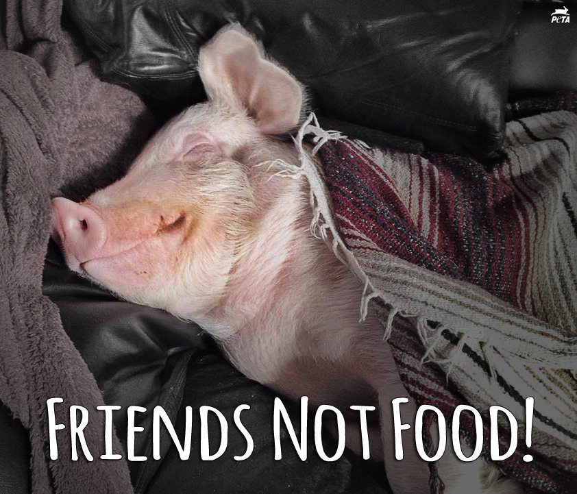 Pig Food Memes