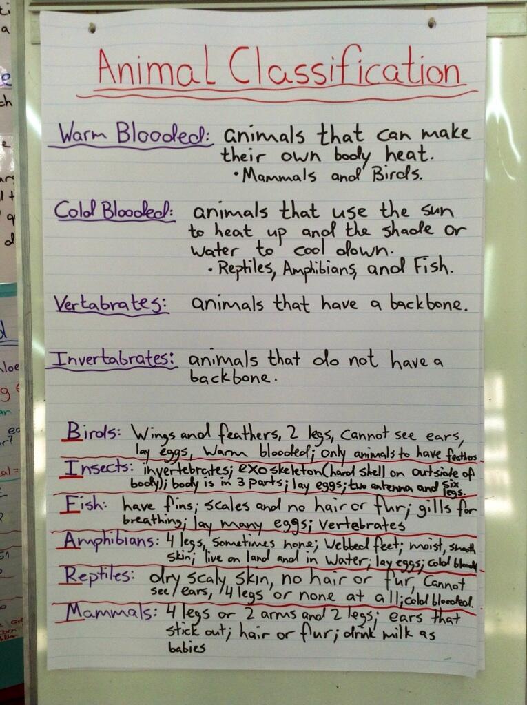 Animal Classification Anchor Chart